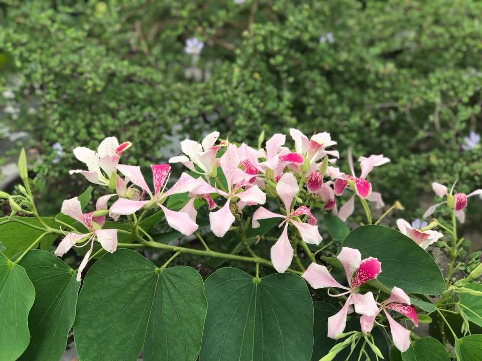 Bauhinia monandra – Butterfly Tree – Freund Flowering Trees, Inc.