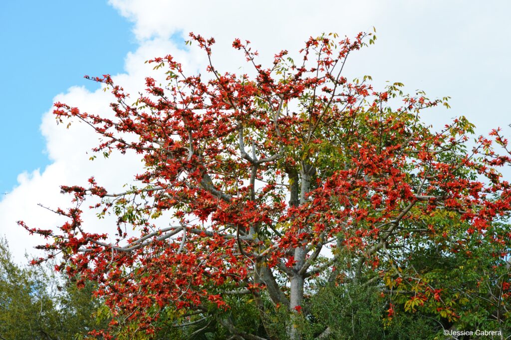Bombax ceiba – Red Silk Cotton – Freund Flowering Trees, Inc.