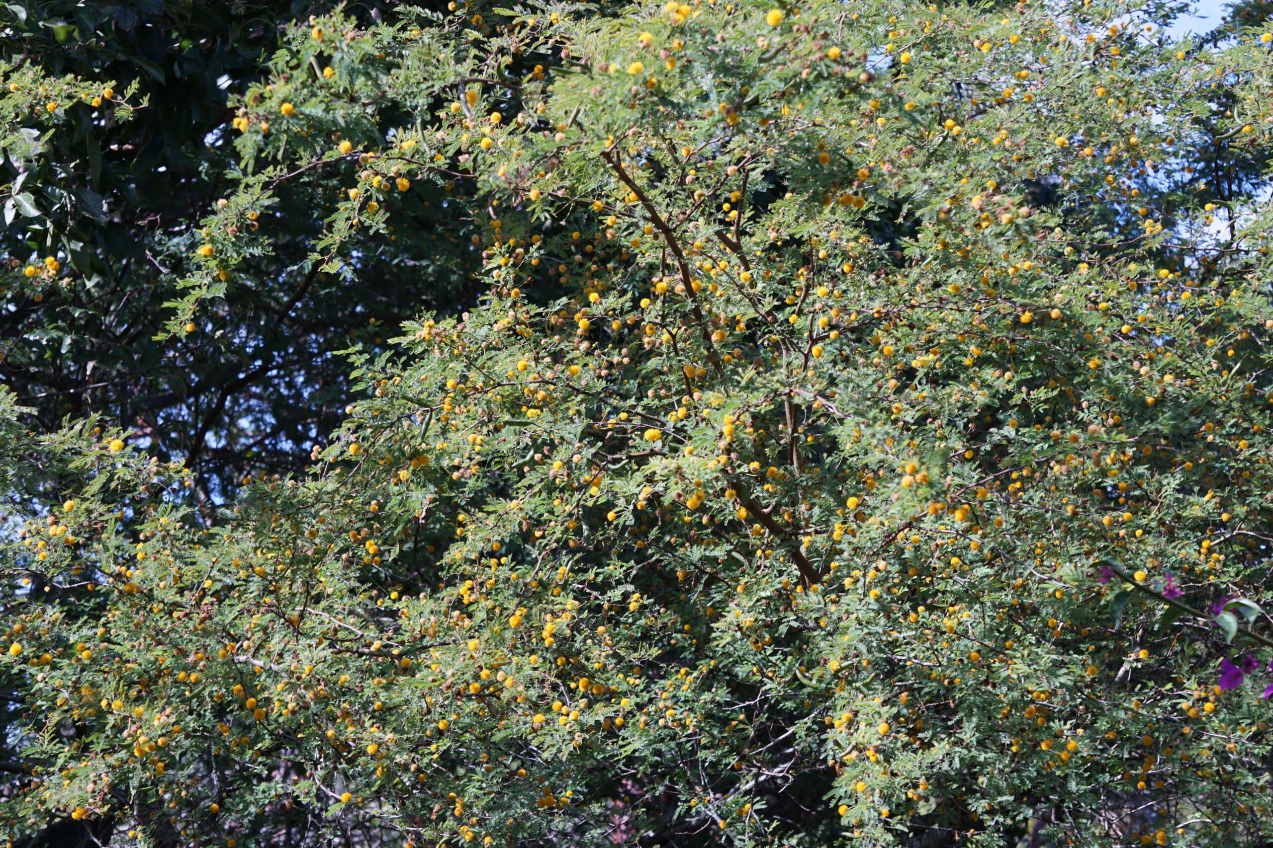 Acacia farnesiana – Sweet Acacia – Freund Flowering Trees, Inc.