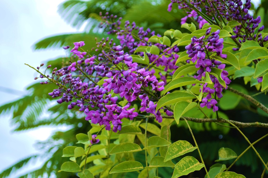 Lonchocarpus violaceus – Lancepod – Freund Flowering Trees, Inc.