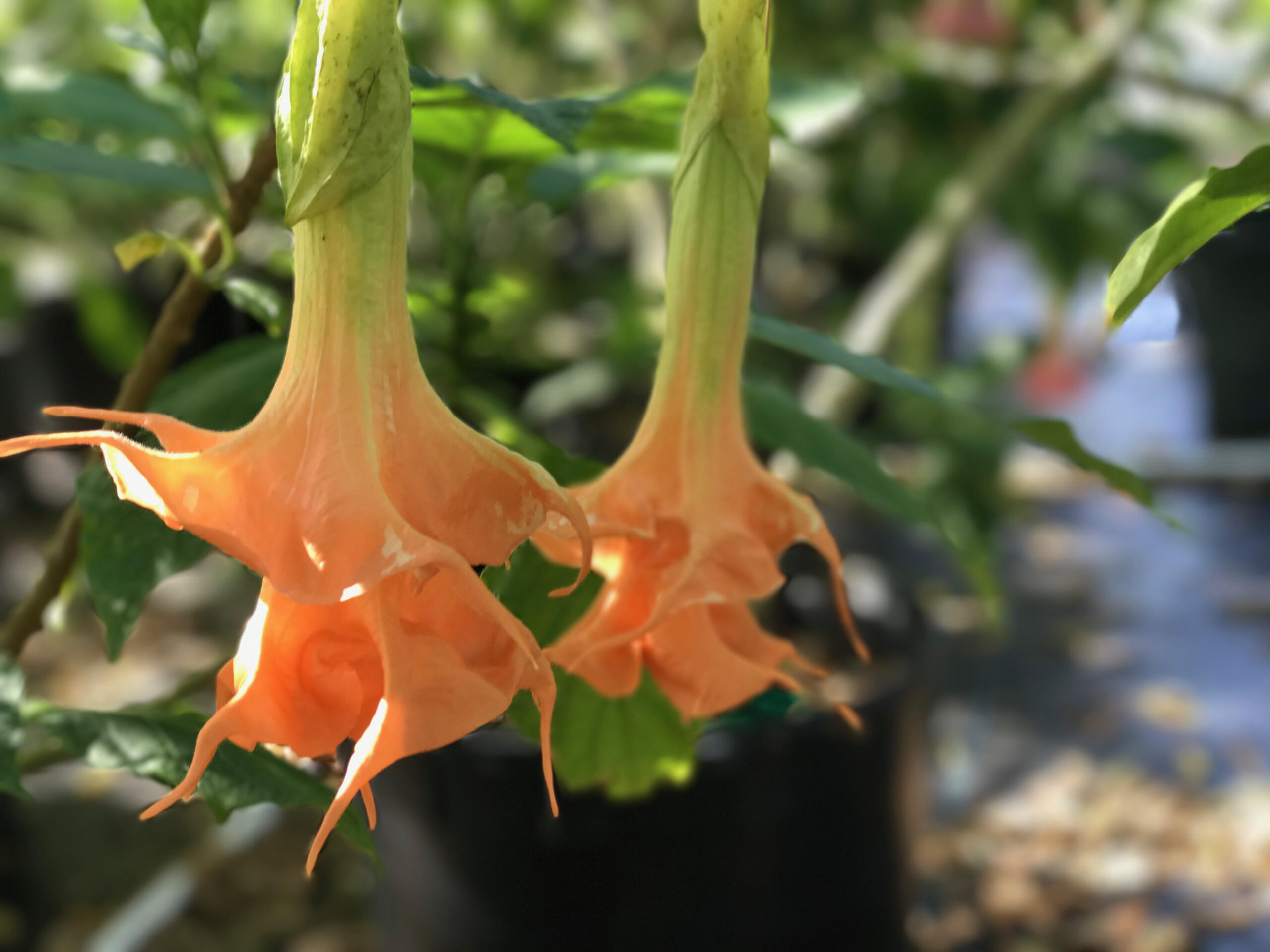 Brugmansia – Angel Trumpet – Freund Flowering Trees, Inc.