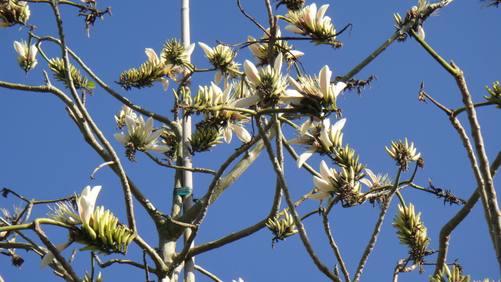 Erythrina variegata ‘alba’ – Freund Flowering Trees, Inc.