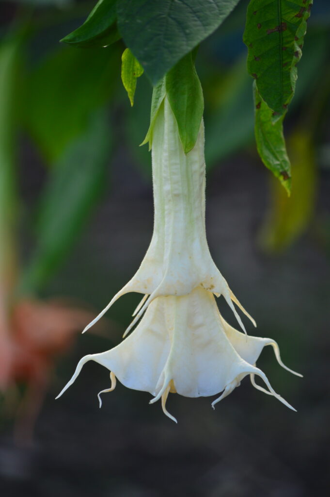 Brugmansia – Angel Trumpet – Freund Flowering Trees, Inc.