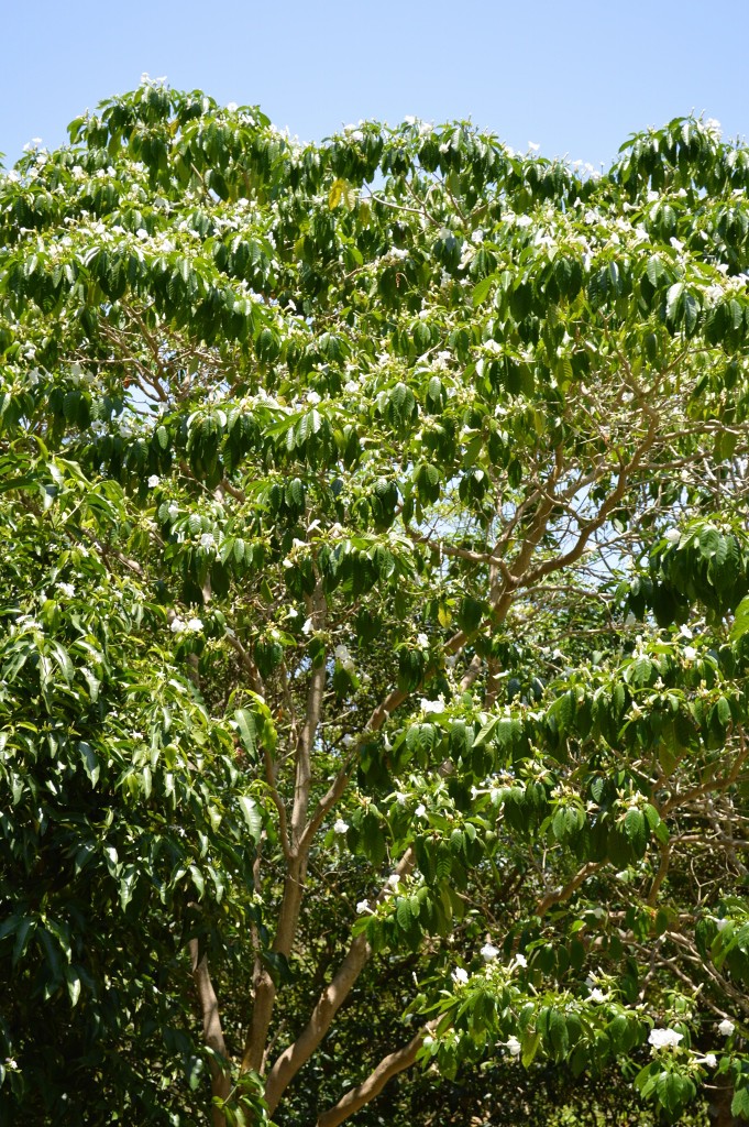 Stemmadenia litoralis – Milky Way Tree – Freund Flowering Trees, Inc.