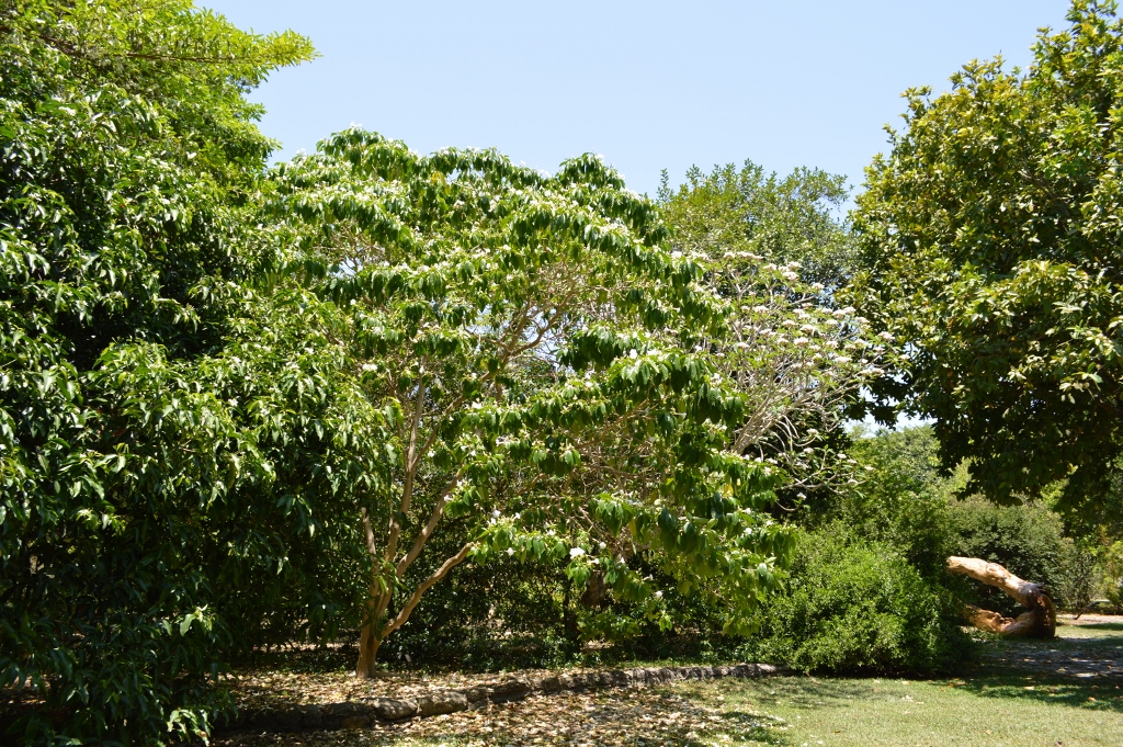 Stemmadenia litoralis – Milky Way Tree – Freund Flowering Trees, Inc.