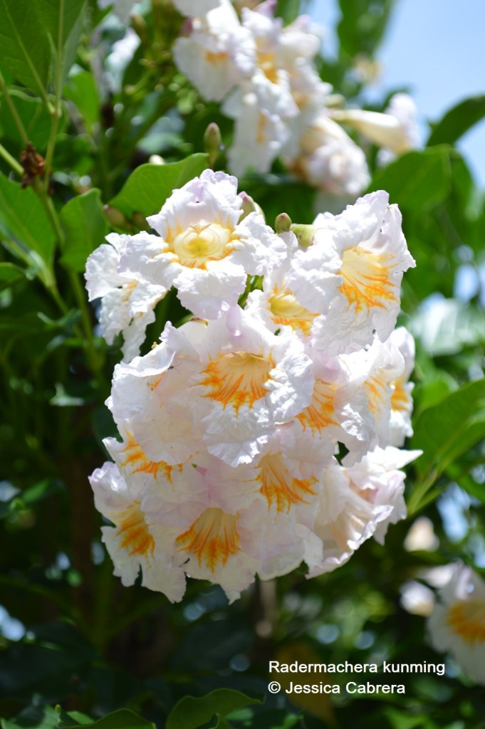 Radermachera kunming – Dwarf Jasmine Tree – Freund Flowering Trees, Inc.