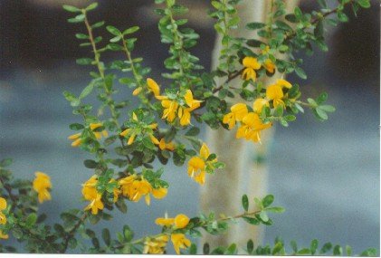 Brya ebenus – Jamaican Rain Tree – Freund Flowering Trees, Inc.
