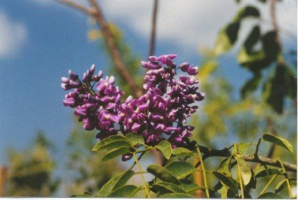 Lonchocarpus violaceus – Lancepod – Freund Flowering Trees, Inc.