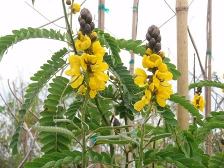 Senna didymobotrya – Popcorn Cassia – Freund Flowering Trees, Inc.
