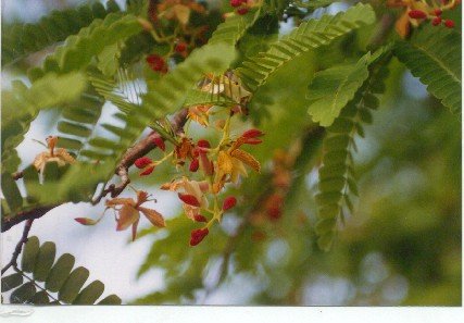 Tamarindus indica – Edible Tamarind – Freund Flowering Trees, Inc.